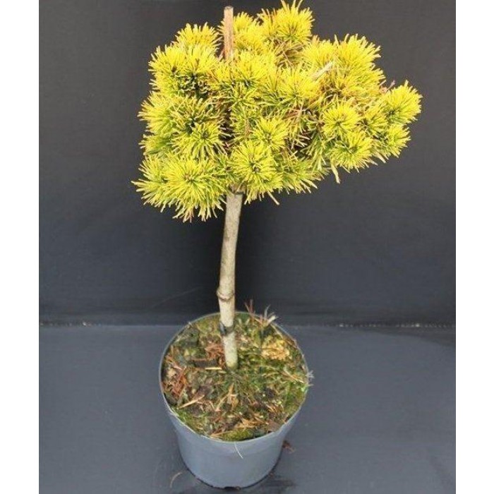 Pinus mugo Winter Gold - Golden Mountain Pine Minature STANDARD Tree
