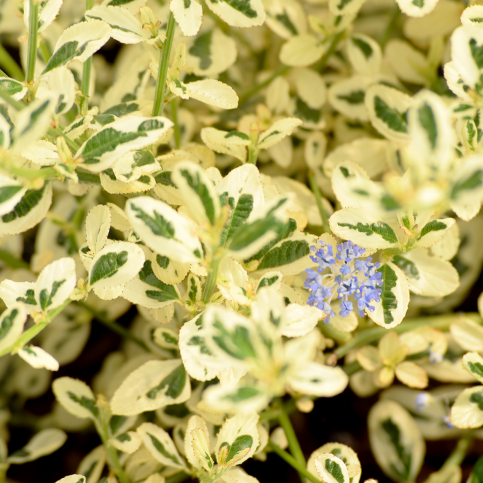 Ceanothus impressus Cool Blue - Hardy Variegated Victoria Ceanothus ...
