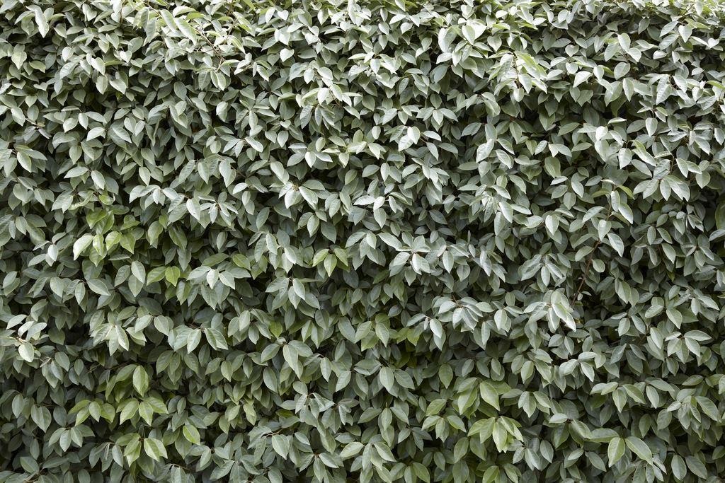 Elaeagnus ebbingei compacta