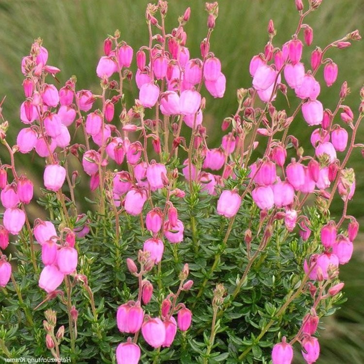 Daboecia cantabrica - Irish Princess Heather - Pack of THREE Gorgeous ...