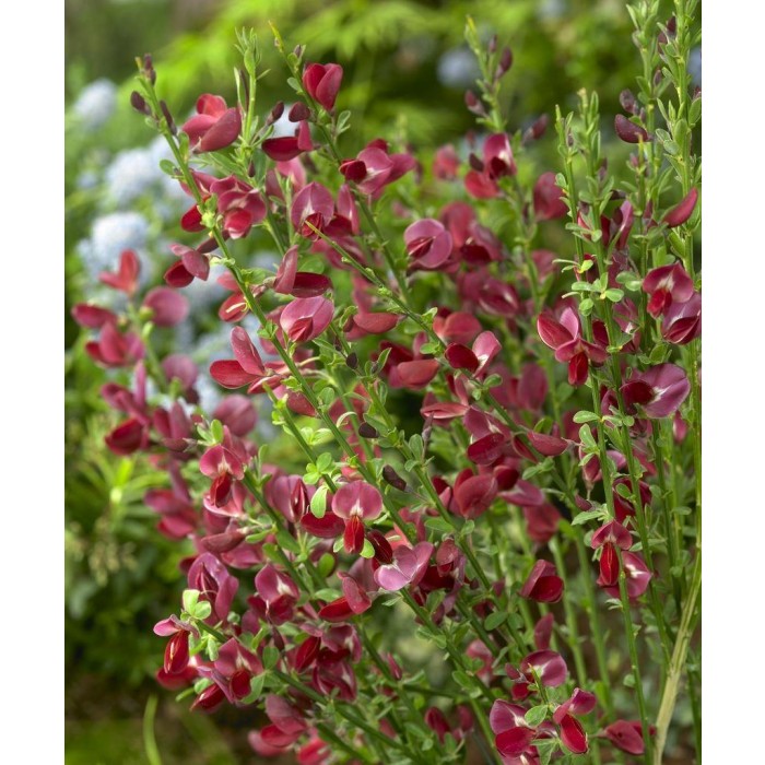 Cytisus Boskoop Ruby - Broom - LARGE