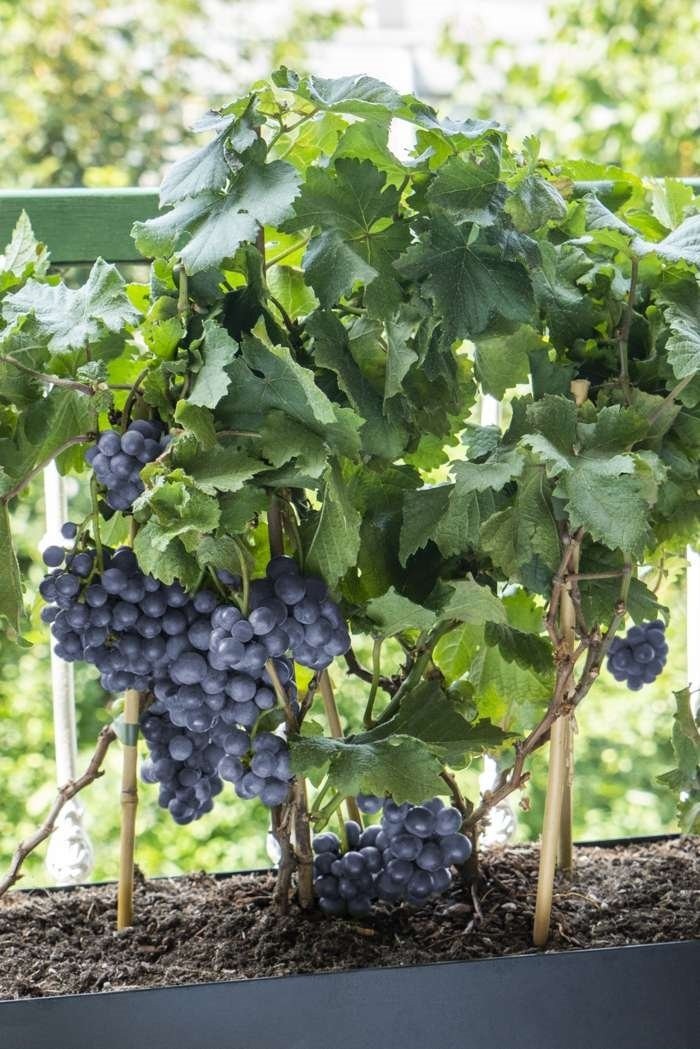 Dwarf Grape Vine - Vitis Pixie - Pinot Noir