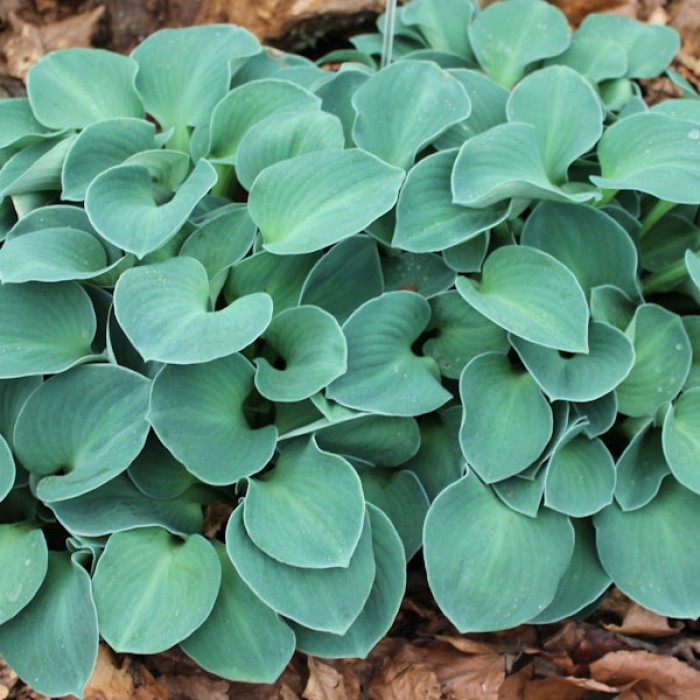 Hosta Blue Mouse Ears
