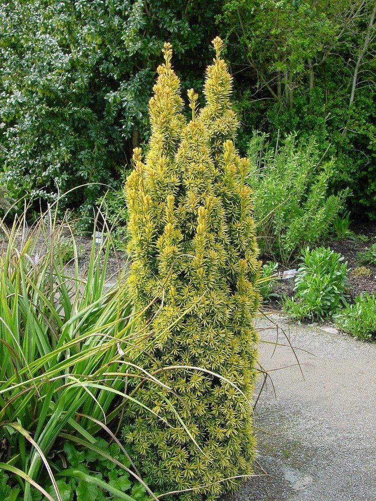 Taxus baccata 'Fastigiata Aurea' - Golden Yew