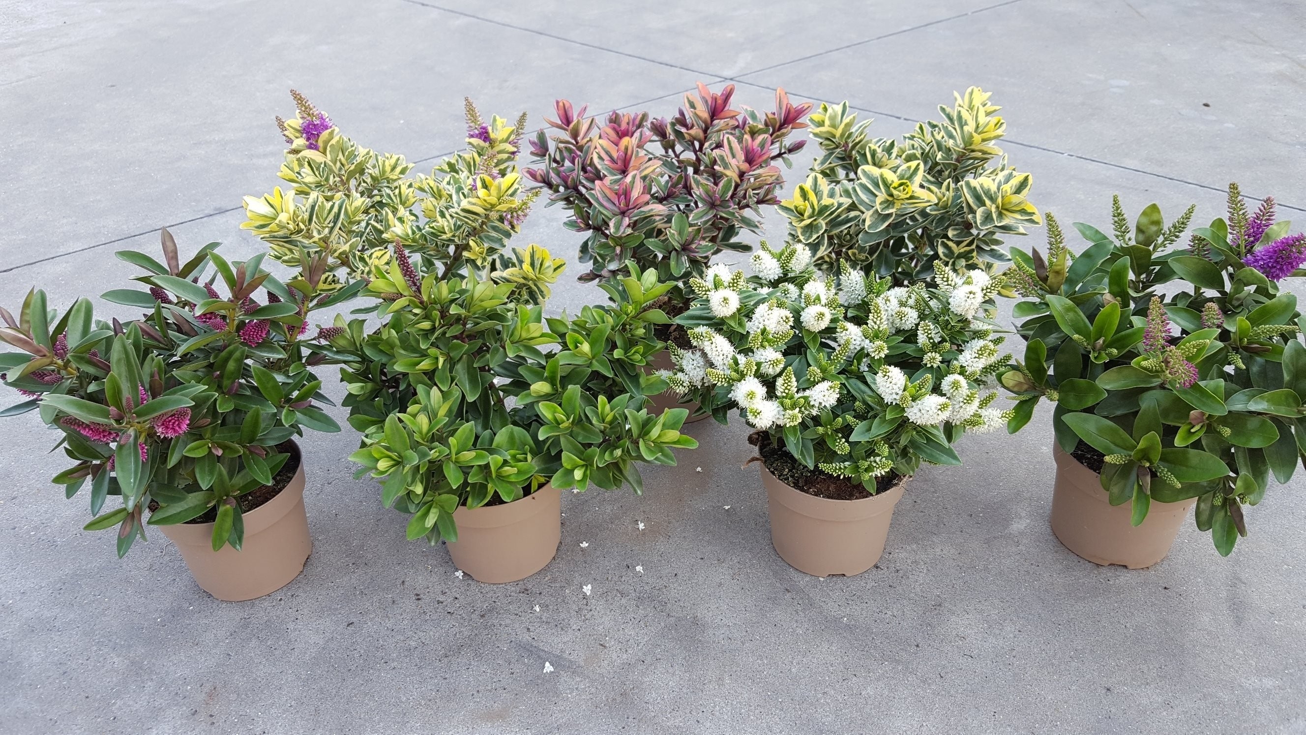 Hebes Collection - Selection of SIX Outstanding Hardy Evergreen Hebe Plants