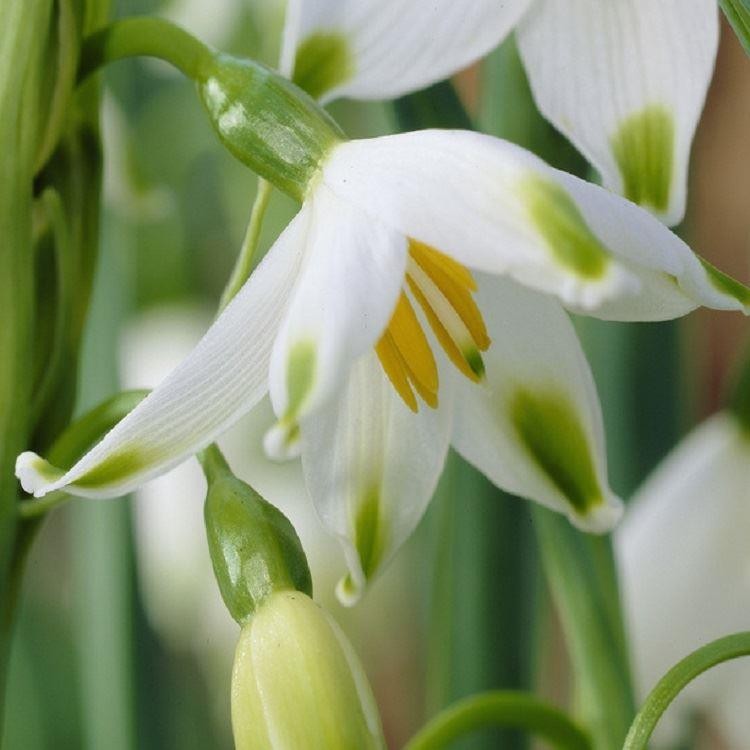 Leucojum aestivum - Snowbells or Summer Snowflakes - Pack of 10 Bulbs
