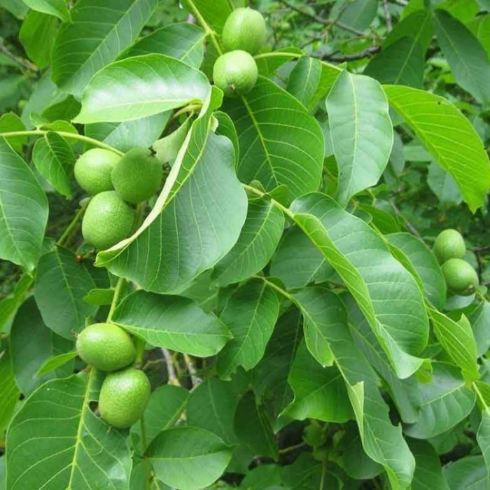 Juglans regia - English Walnut Tree - 150-200cms