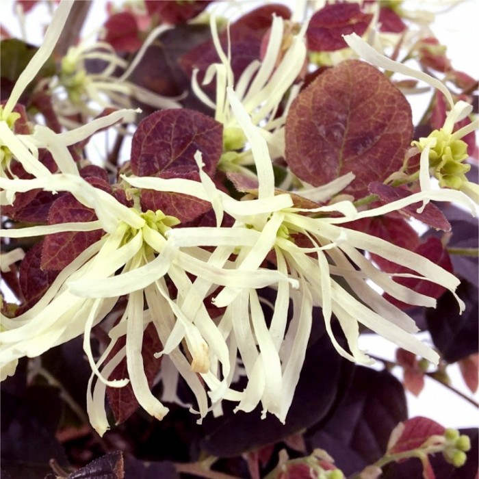 Loropetalum chinensis 'Ruby Snow' - Chinese Witch Hazel