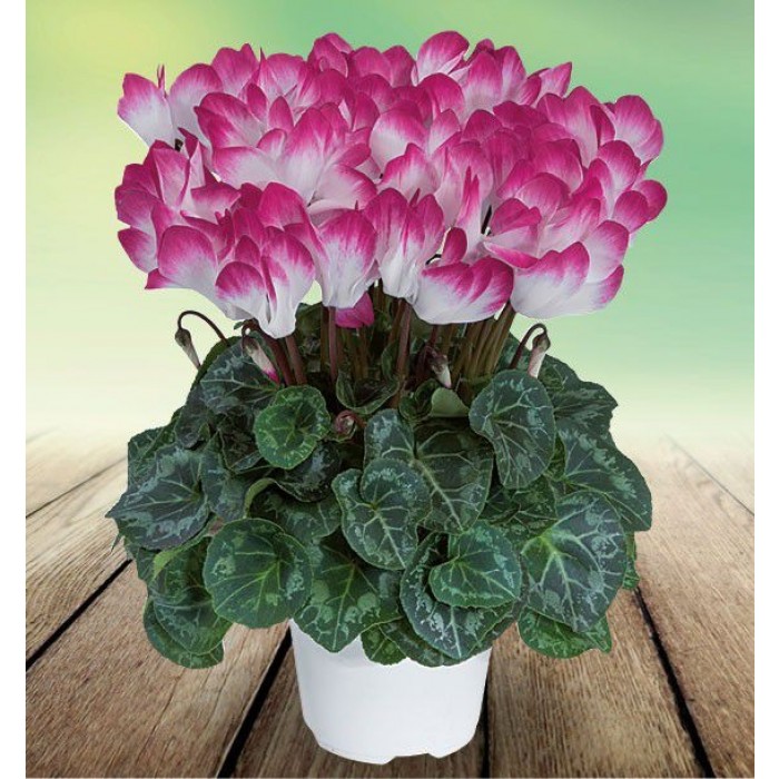 LARGE Cyclamen INDIAKA in Bud and Bloom