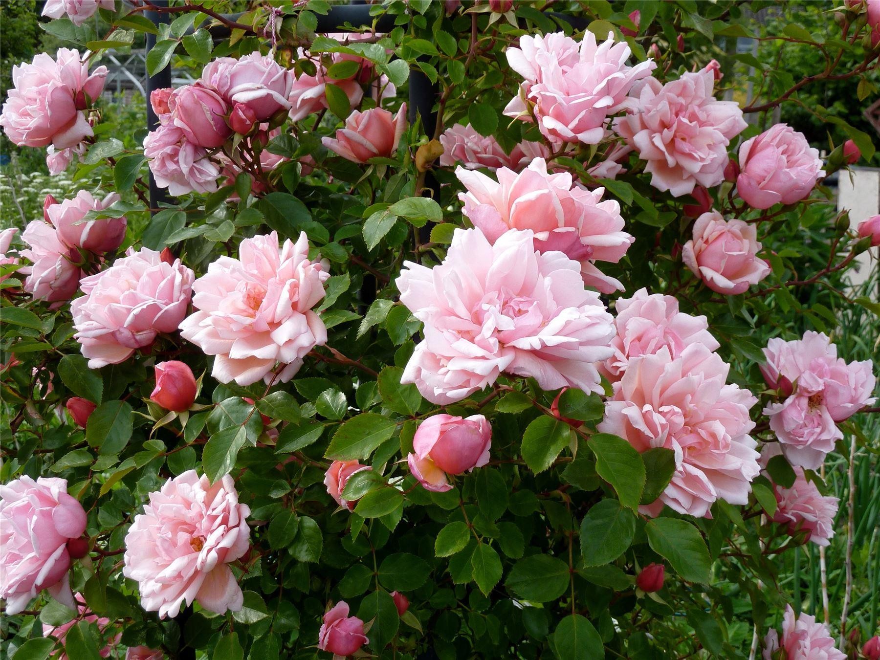 Rose Albertine - Climbing Rambling Rose