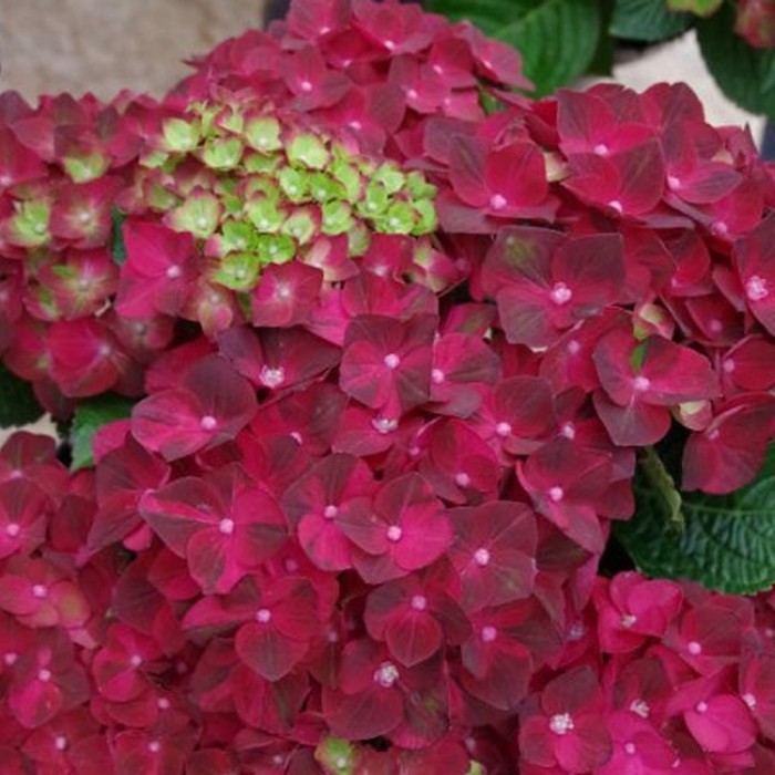 Hydrangea Dark Ruby - Large Flowered Mophead Hydrangea - XXXL Plants