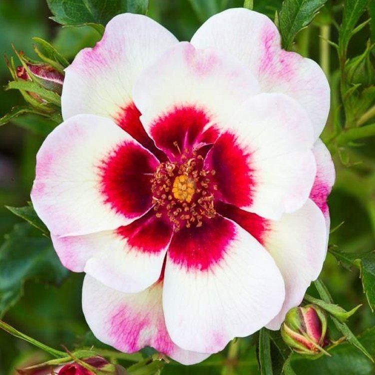 Pair of Standard Rose Trees - Babylon Eyes Aria PASTEL