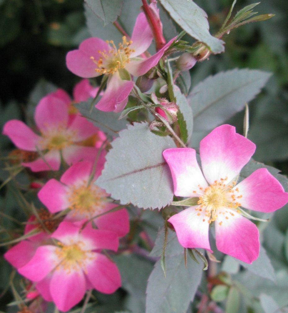Rosa Glauca rubrifolia - Climbing Rose - Red Leaved Rose