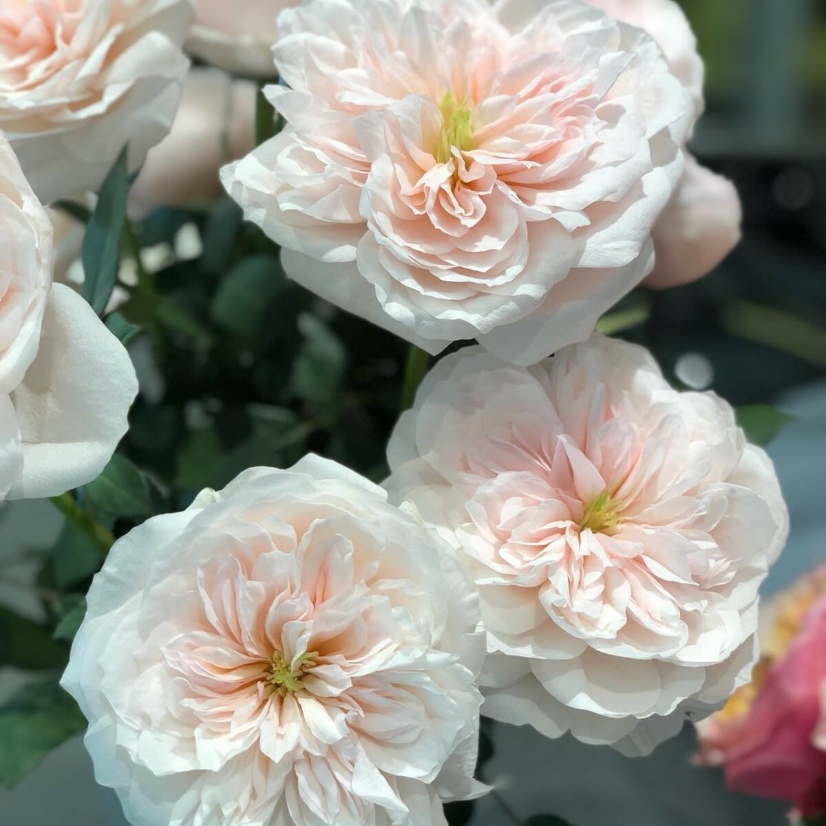 Large 6-7ft Climbing Rose Sabrina