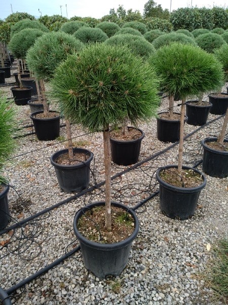 Pinus - Lollipop Patio Tree