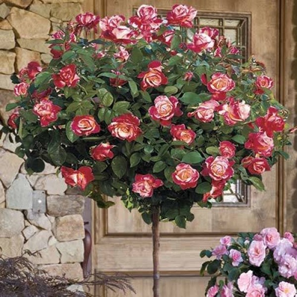 Rose Trees - Patio Standard Rose Trees - Gardening Express