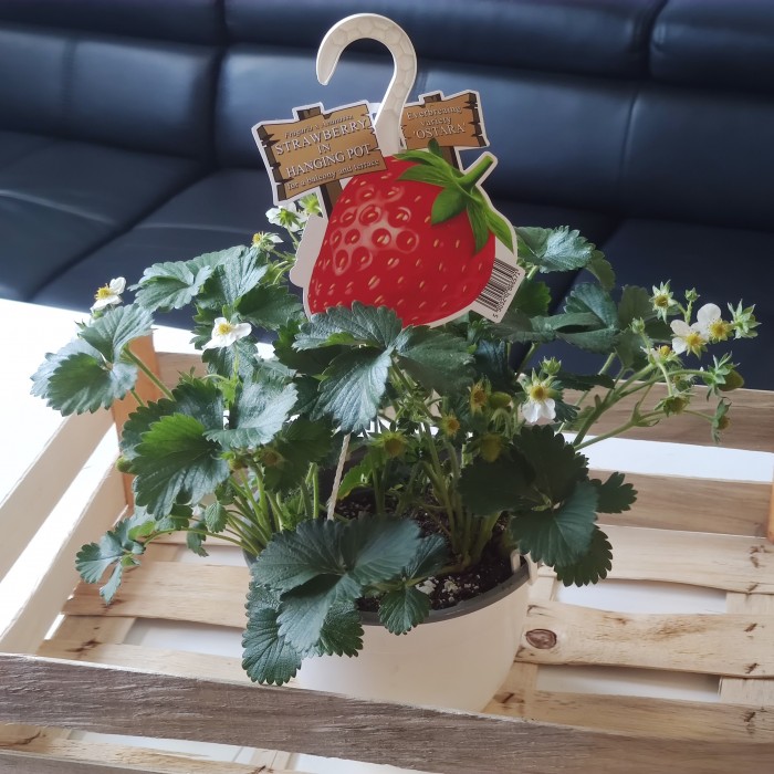 Large Hanging Basket - Strawberry Ostara in Hanging Pots - Everbearing ...