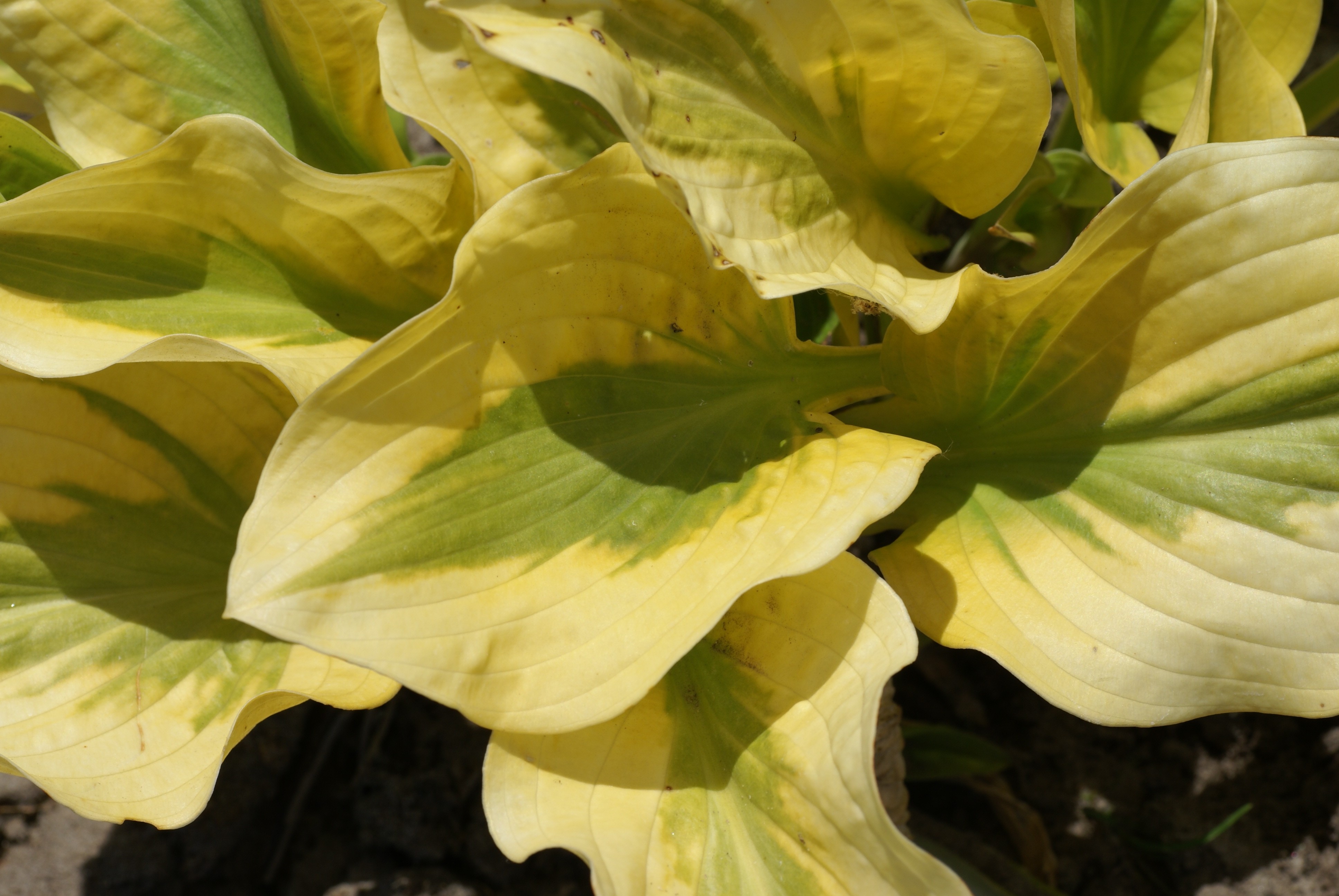 Hosta ''Glad Rags' - Pack of 3 Bare Root