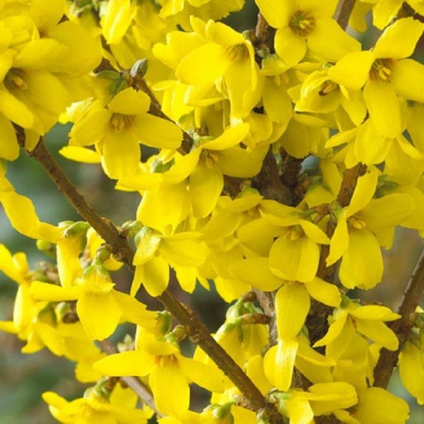 Forsythia shrubs | Buy Forsythia shrubs UK delivery