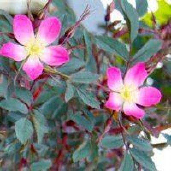Page 4 | Climbing Roses for Sale UK | Gardening Express