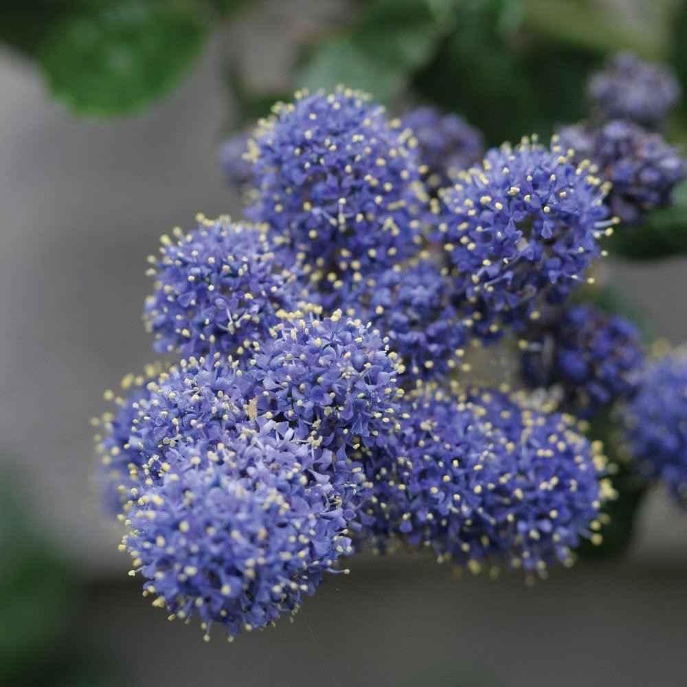 Ceanothus arboreus Trewithen Blue - Californian Lilac Tree