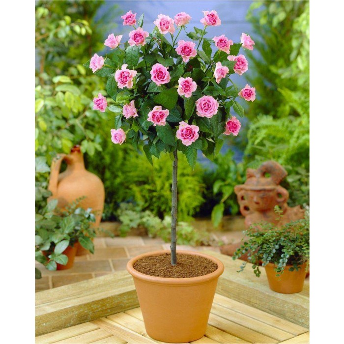 Pair of Mini Standard PINK Rose Trees