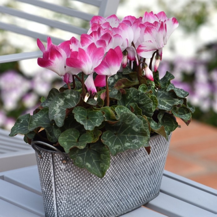 LARGE Cyclamen INDIAKA in Bud and Bloom
