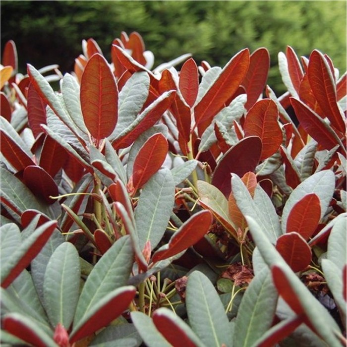Rhododendron Wine and Roses