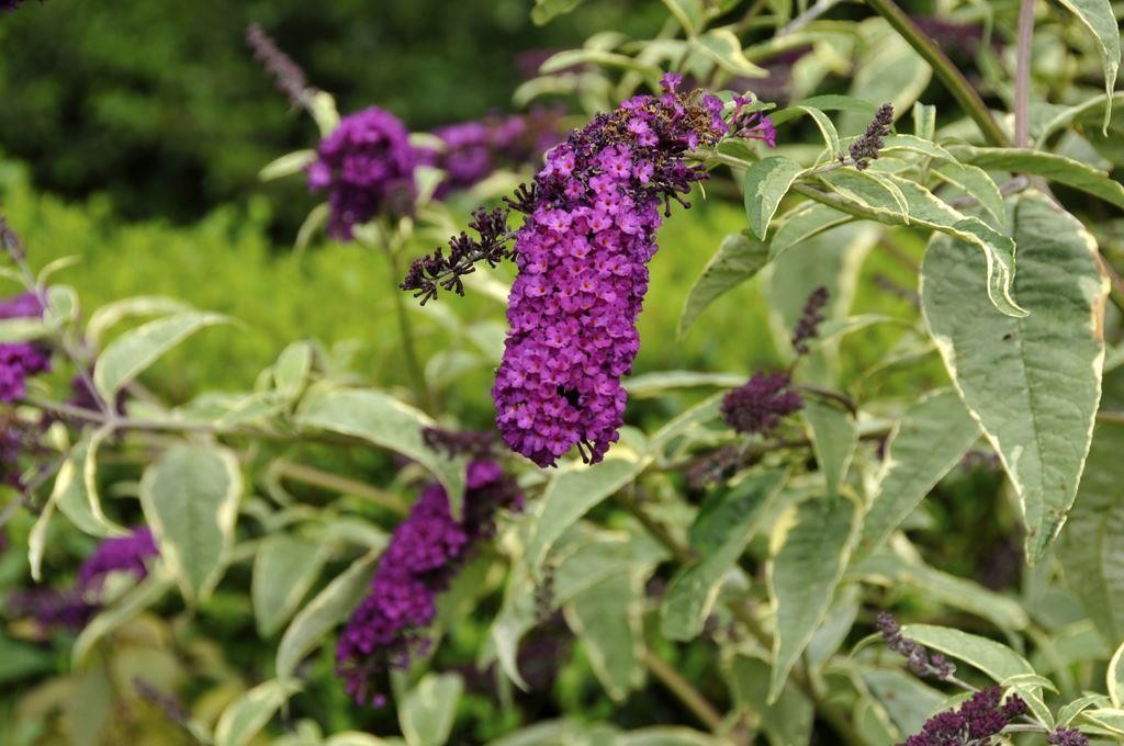 Buddleja Harlequin - Variegated Buddleia Butterfly Bush