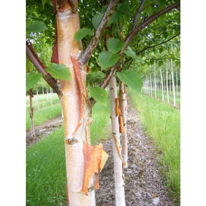 Betula albosinensis Fascination - Birch Tree