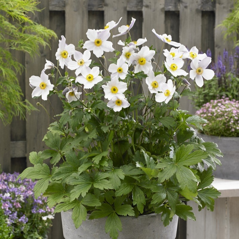 Anemone Elfin Swan - Wind Flower or Japanese Anemone