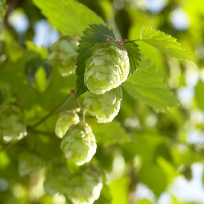Humulus lupulus 'Aureus' - Golden Hop