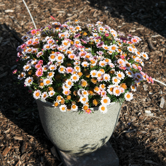 Argyranthemum Lollies 'Marshmallow' - Pack of SIX Potted Plants
