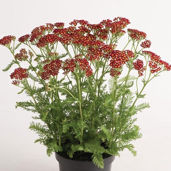 Achillea millefolium Milly Rock Red - Yarrow