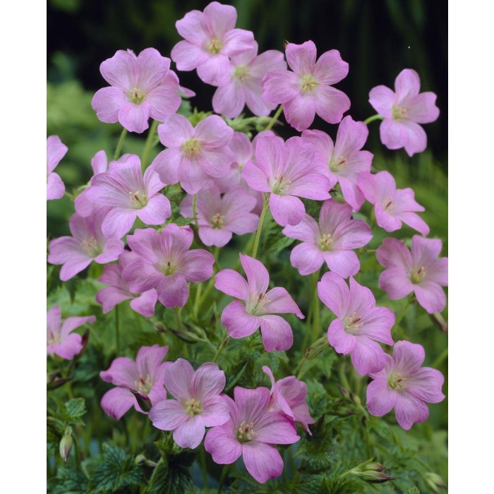 Geranium × oxonianum 'Wargrave Pink'