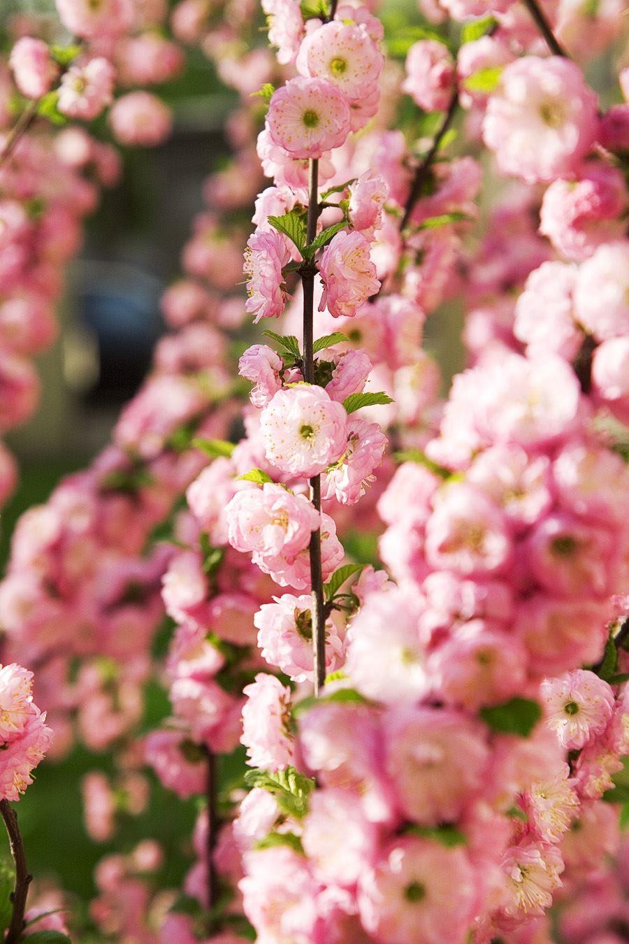 Prunus triloba 'Rosemund' - Compact Double Flowering Cherry-Almond SHRUB