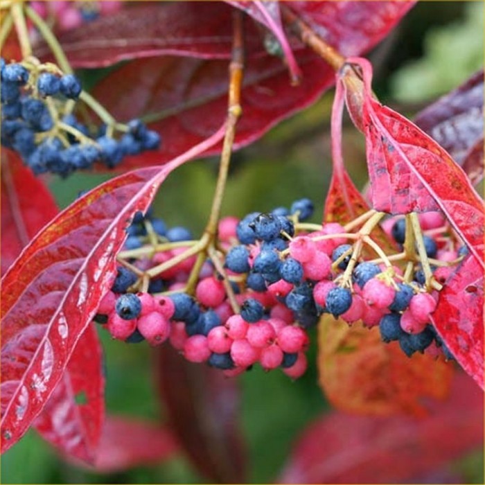 Viburnum nudum Pink Beauty - LARGE SPECIMEN