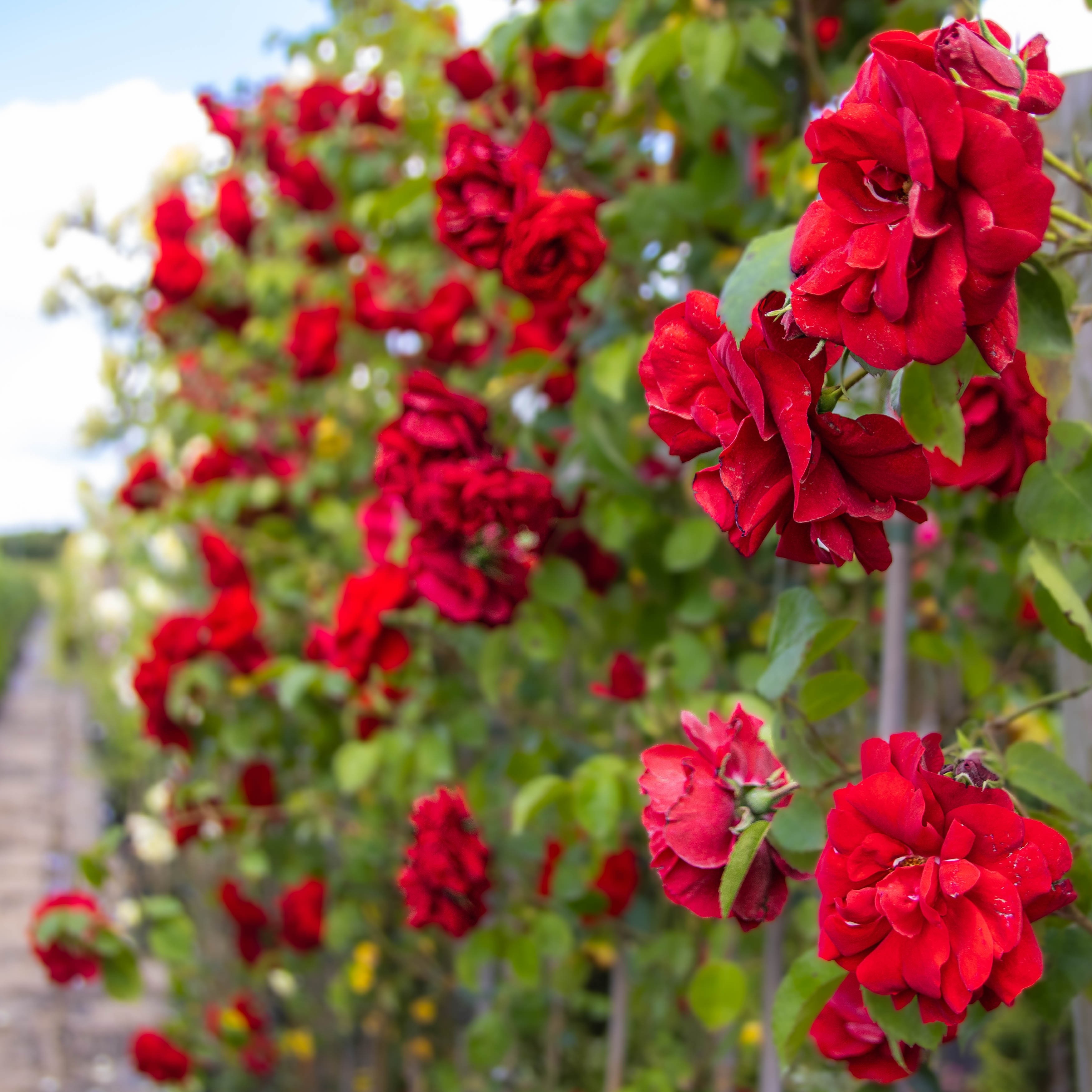 Large 6-7ft Climbing Rose Amadeus