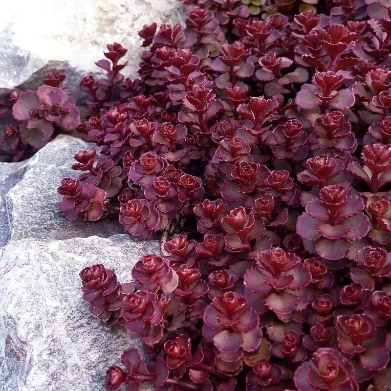 Hardy Succulent Sedum Collection - Pack of FIVE Evergreen Hardy Plants ...