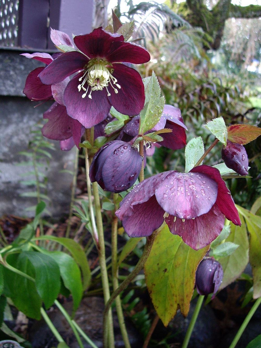Helleborus orientalis Smokey Blue - Hellebore