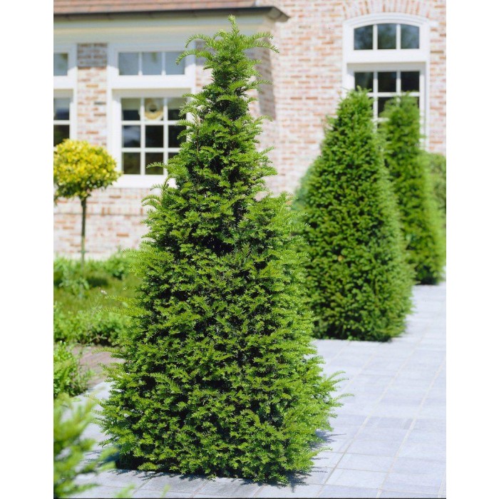 Taxus Baccata - English Yew - Large circa 100-120cm tall bushy plants
