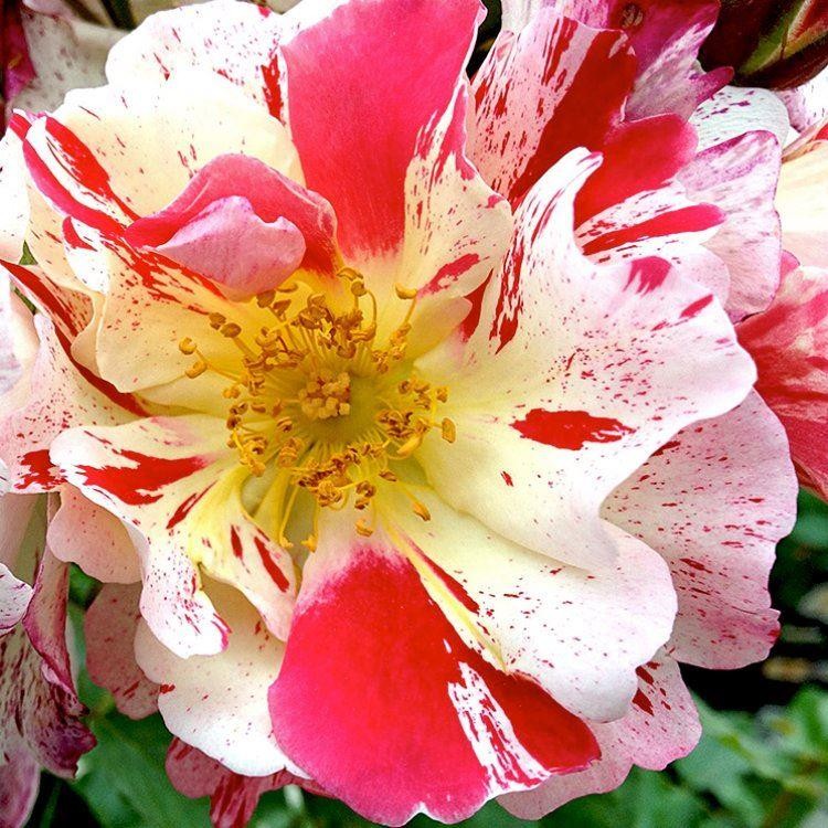 Rose Crazy for You - Floribunda Bush Rose