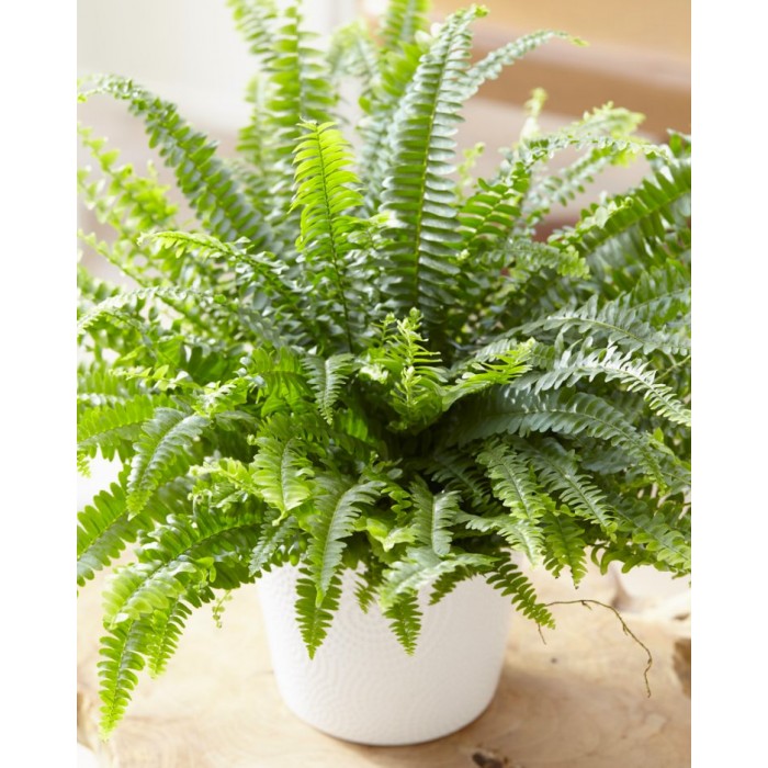 Large Boston Fern in White Display Pot