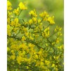 Genista Lydia - Hardy Dwarf Broom