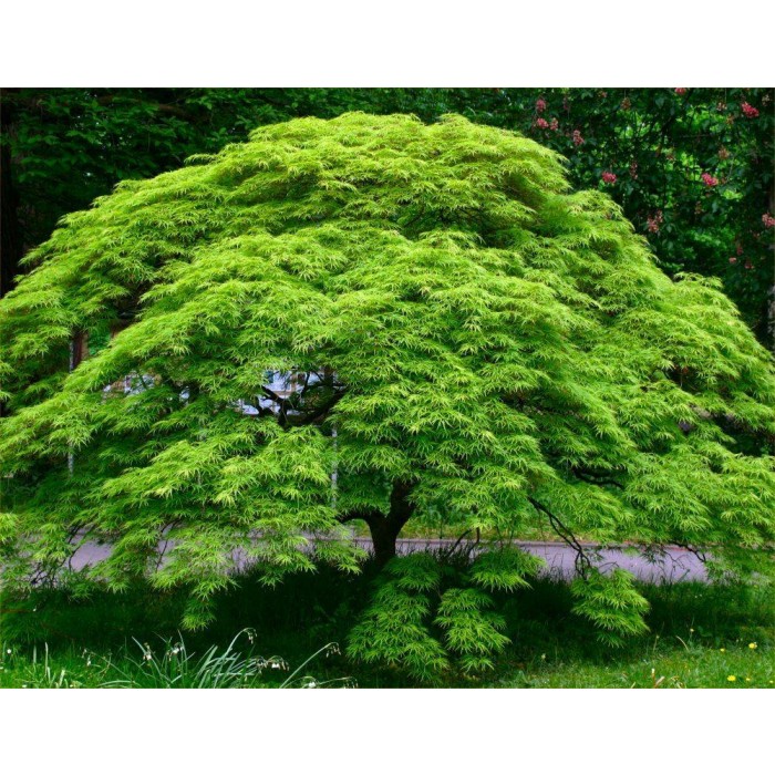 Large Acer Japanese Maple Tree - Emerald Lace