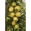 Apple - Malus Domestica Golden Delicious - Patio Pillar Fruit Tree