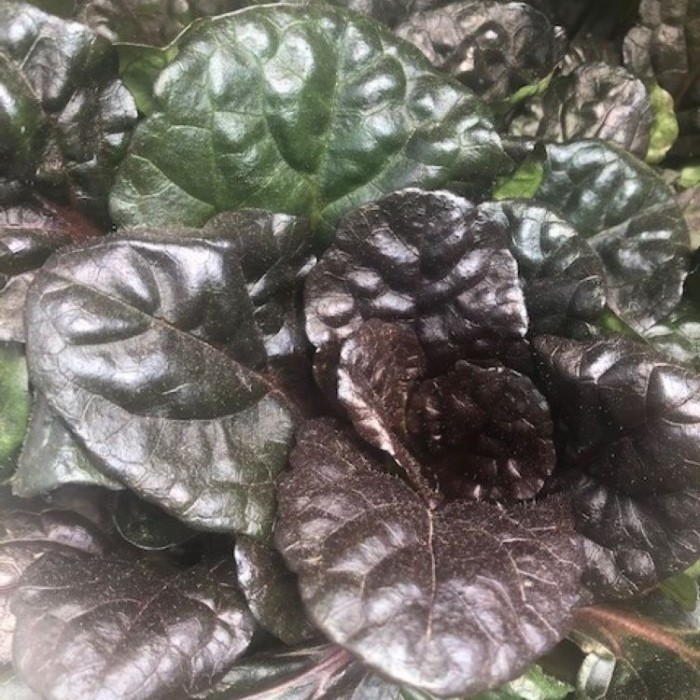 Ajuga reptans Black Scallop - Bugle