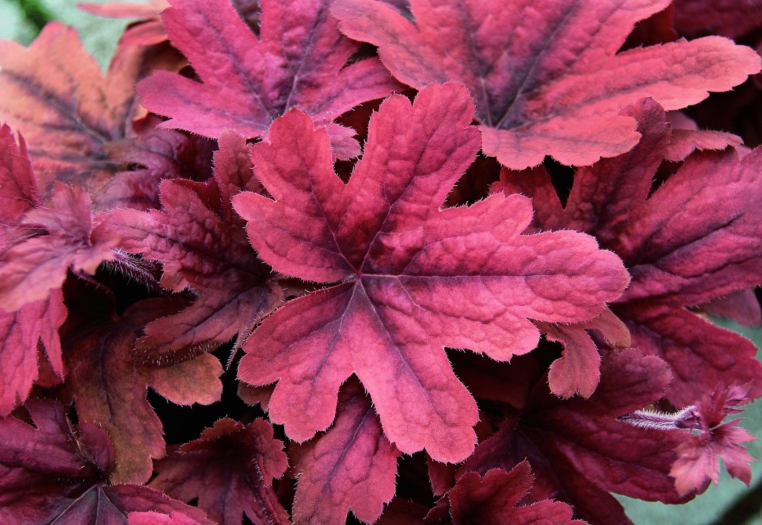 Heucherella Sweet Tea