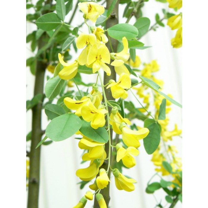 Laburnum anagyroides Yellow Rocket - Upright Golden Chain Tree