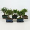 Beautiful Bonsai Tree with Ceramic Dish